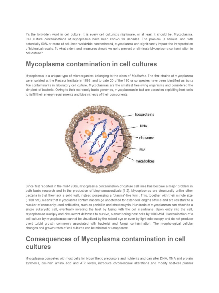 Mycoplasma Contamination in Cell Cultures | PDF | Mycoplasma | Cell Culture