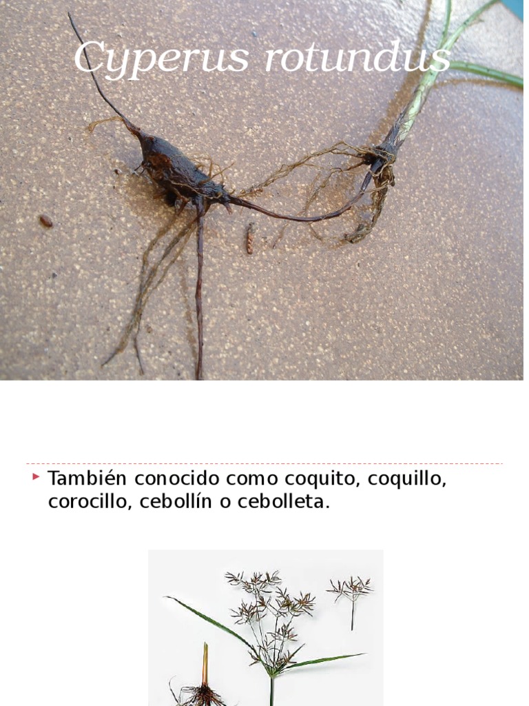 Coquillo | PDF | Suelo | Horticultura y jardinería