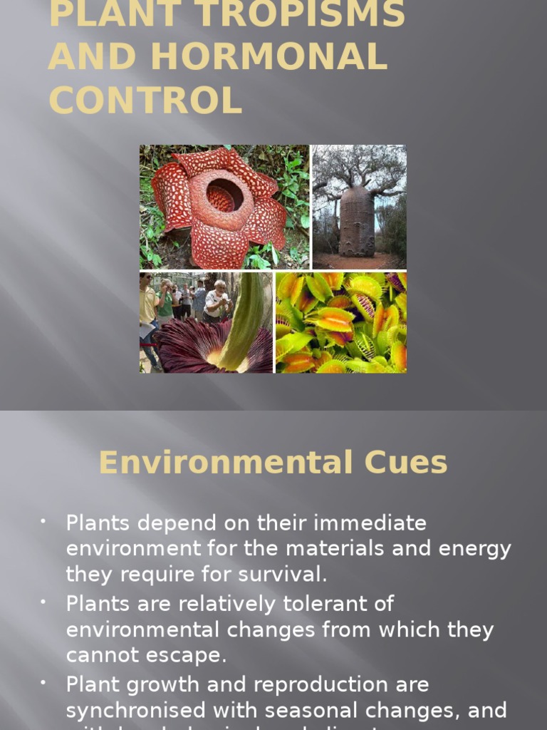 14.1 Plant Tropisms and Hormonal Control | PDF | Plant Hormone | Auxin