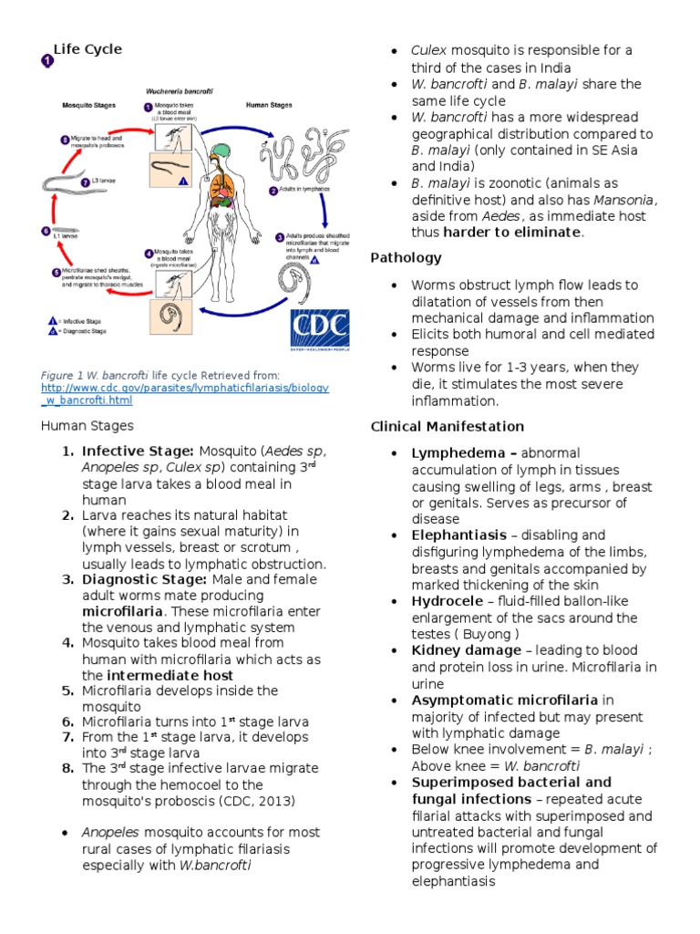 Lymphatic Filariasis, Life Cycle and Treatment | Animal Diseases ...