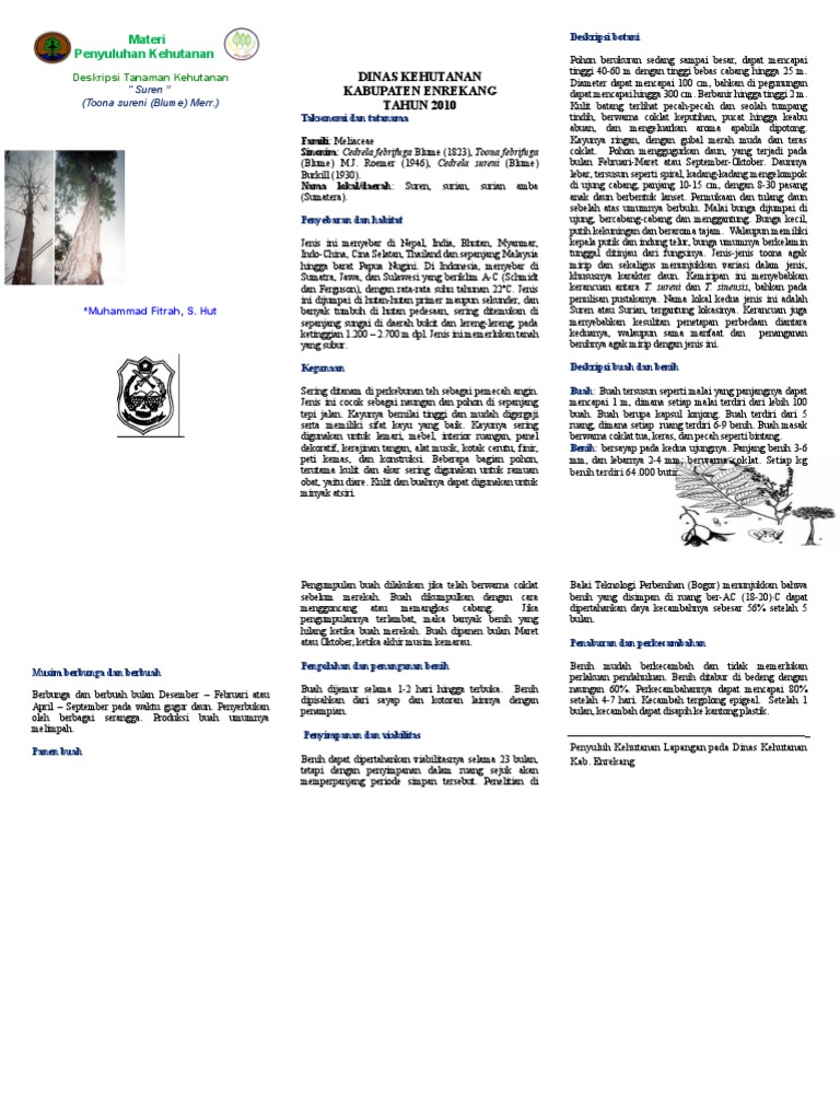 Deskripsi Tanaman Kehutanan Suren (Toona Sureni (Blume) Merr | PDF
