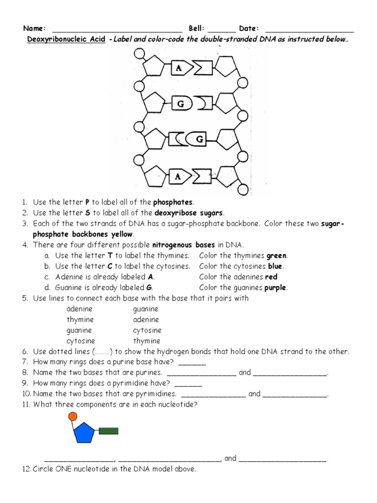 DNA Labeling Worksheet | PDF