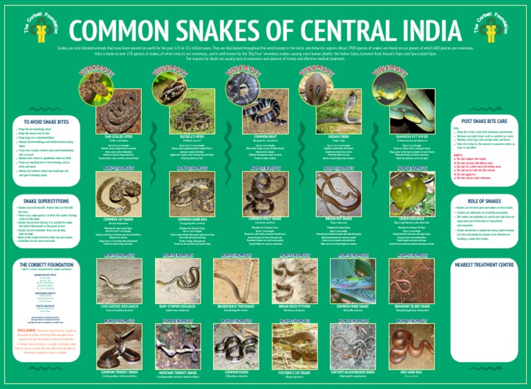 Common Snakes of Central India | PDF | Snake | Predators