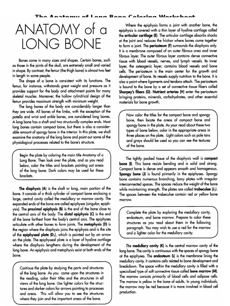 The Anatomy of Long Bone Coloring Worksheet | PDF | Science & Mathematics