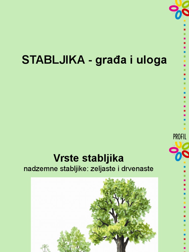 Stabljika - Gradja I Uloga | PDF