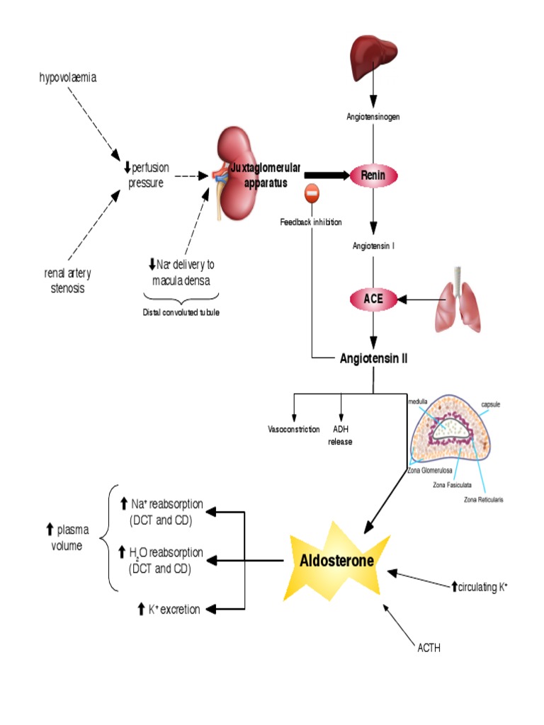 RAAS Mechanism Flow Chart | PDF