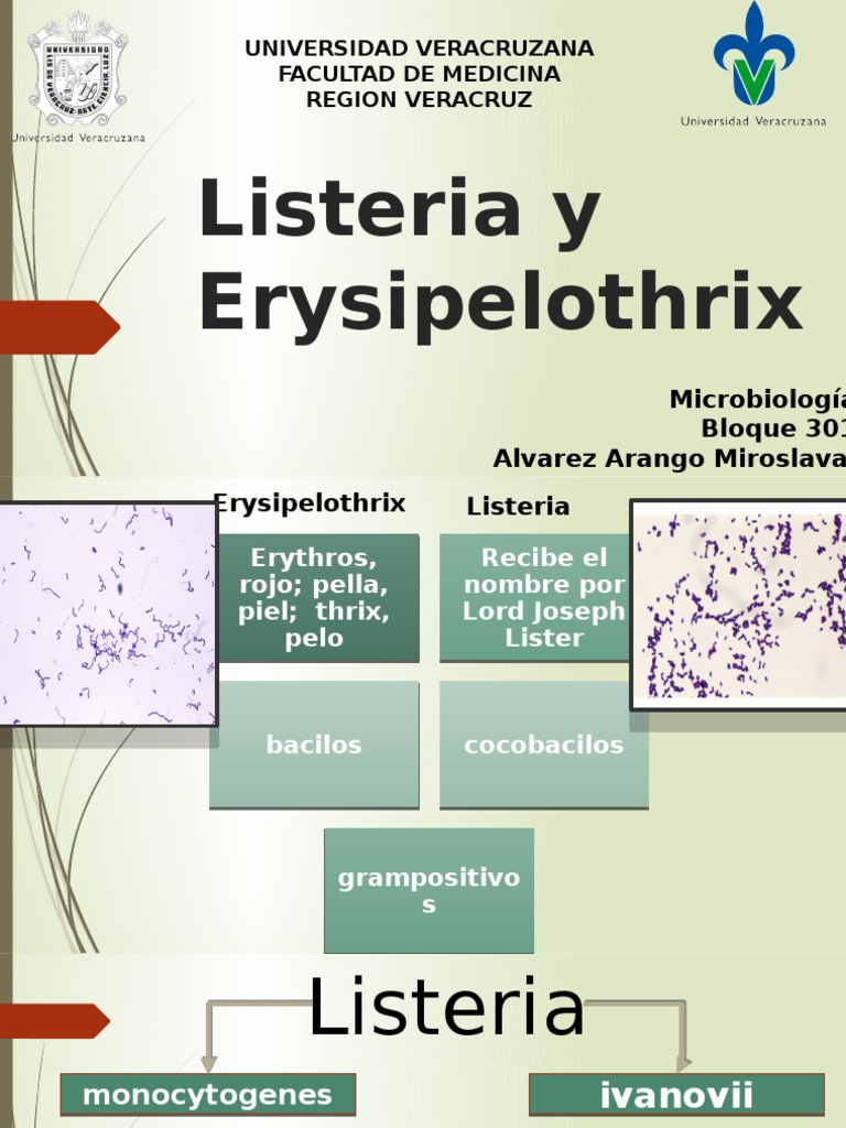 Listeria y Erysipelothrix | PDF | Infección | Meningitis