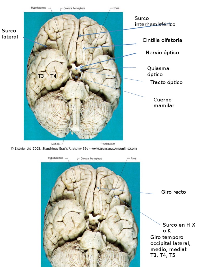 Neuroanatomia Basica | PDF | Ganglios basales | Cerebro