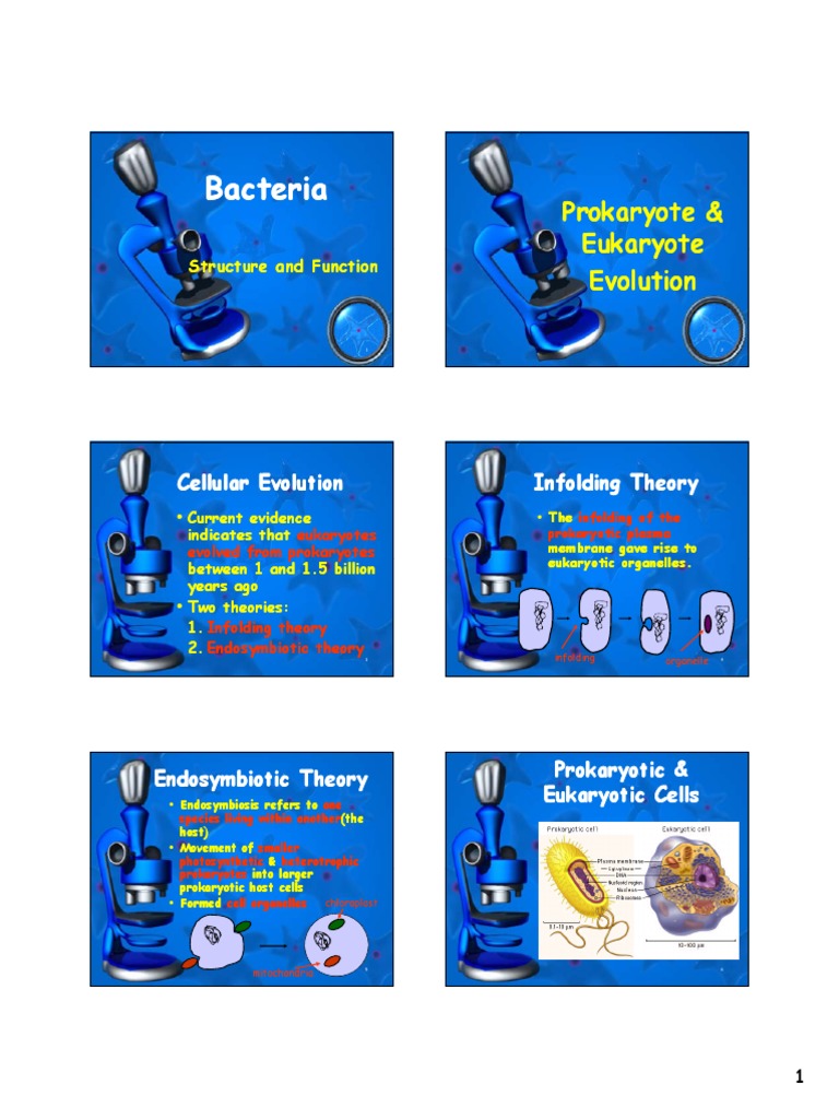 Structure of Bacteria | PDF | Prokaryote | Eukaryotes