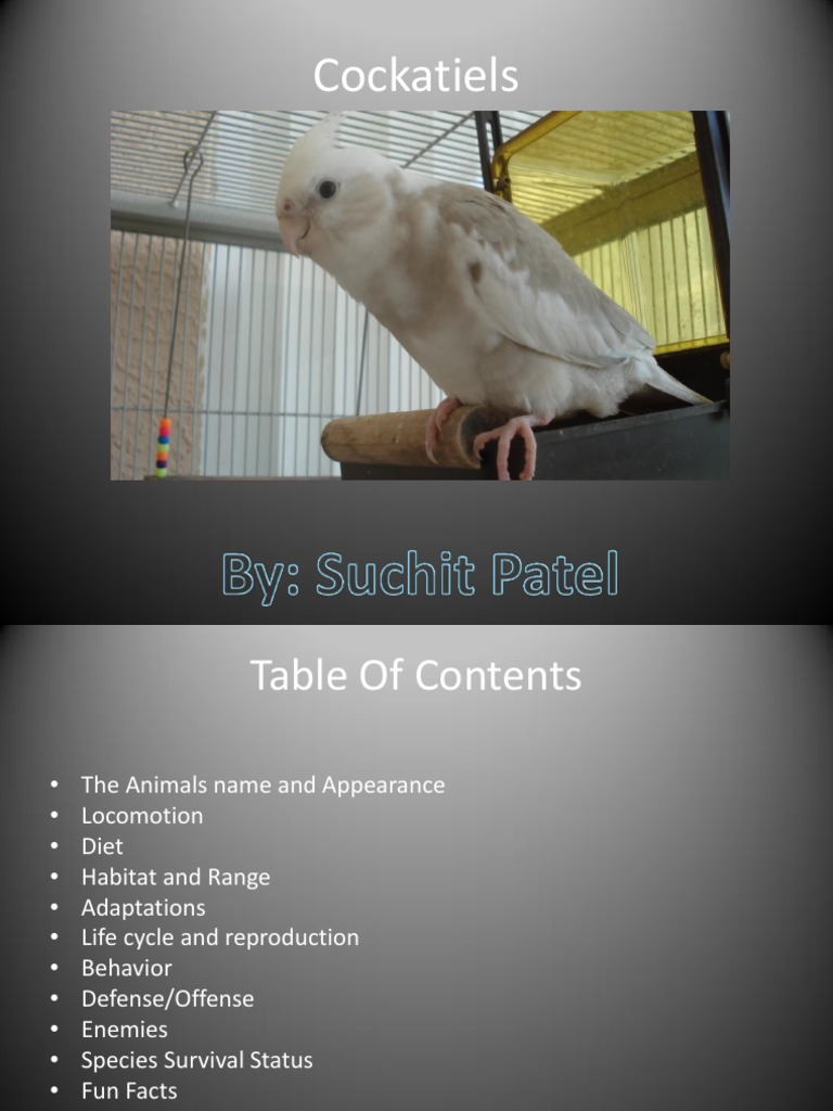 Cockatiels | PDF | Predation | Egg