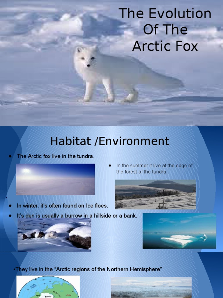The Evolution of The Arctic Fox Tina Zheng Final | PDF | Fox | Arctic