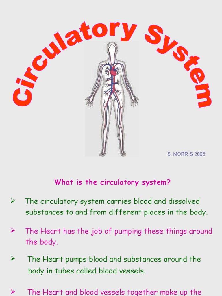 Circulatory System | PDF | Circulatory System | Atrium (Heart)