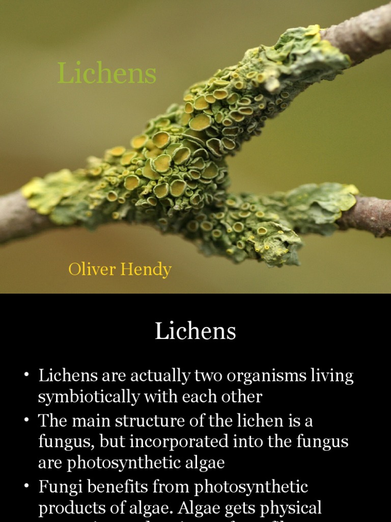 Lichens: Fungi-Algae Symbiosis Explained | PDF
