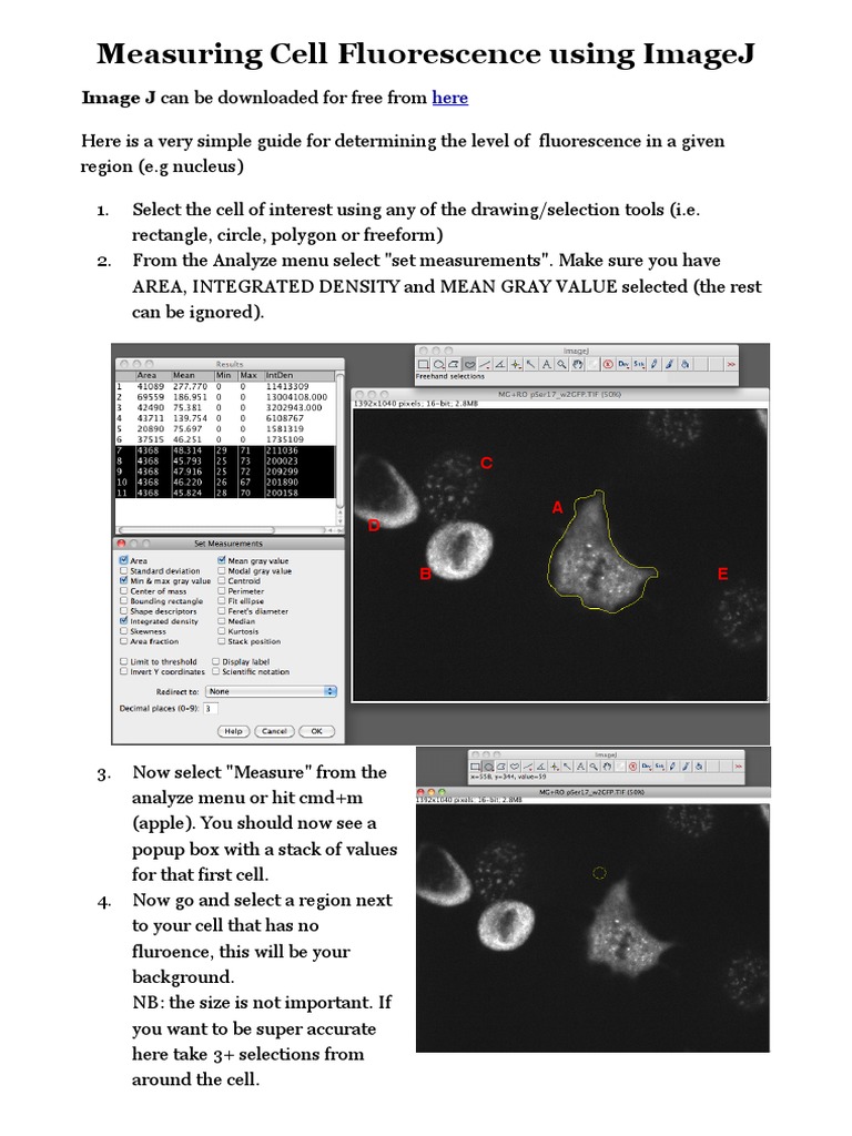 Pacho ImageJ Measuring Cell Fluorescence - 2 | PDF