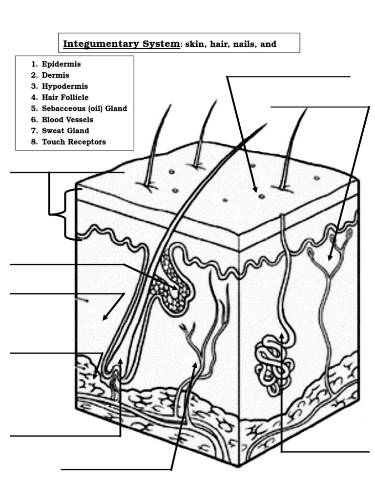 Labelling Integumentary System - BLANK | PDF