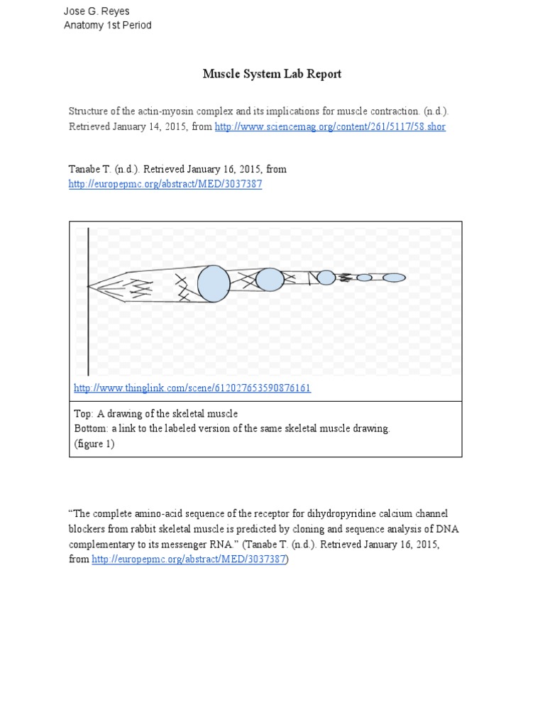 Muscle System Lab Report Overview | PDF | Teaching Methods & Materials