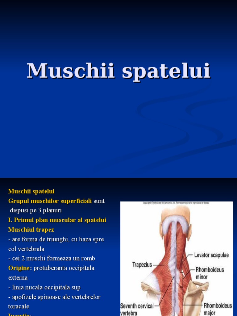 Muschii Spatelui | PDF