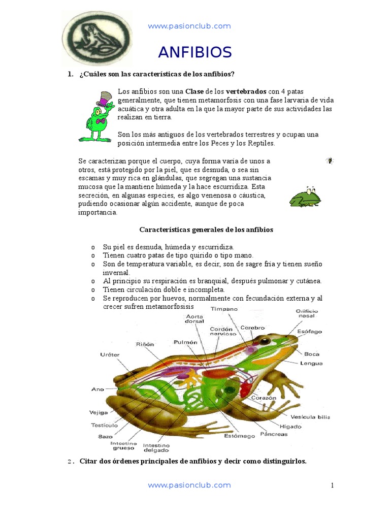 Anfibios | PDF