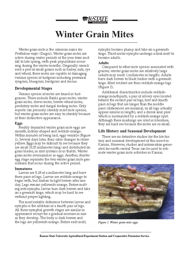 Winter Grain Mites | PDF | Lawn | Insects