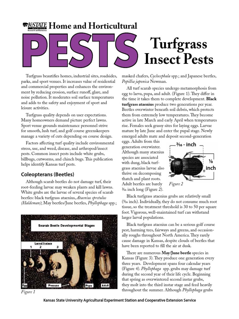 Turfgrass Insect Pest | PDF | Beetle | Lawn