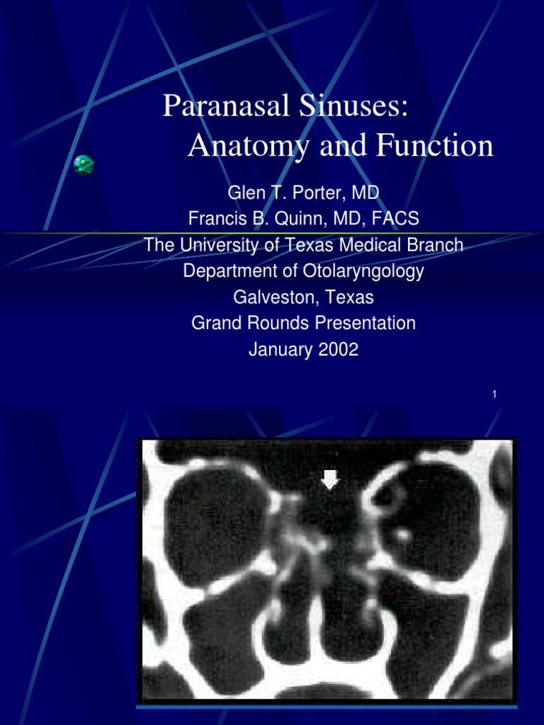 Paranasal Sinus 2002 01 Slides | PDF | Human Head And Neck | Animal Anatomy