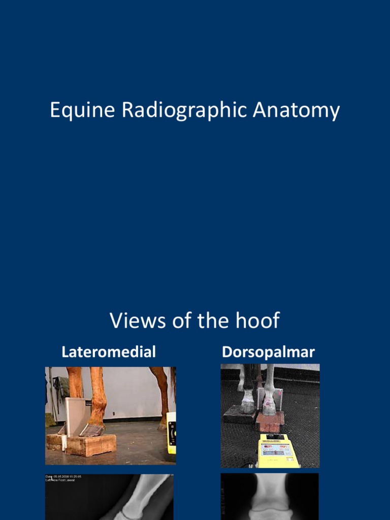 Equine Hoof & Limb Radiography | PDF | Anatomical Terms Of Location ...