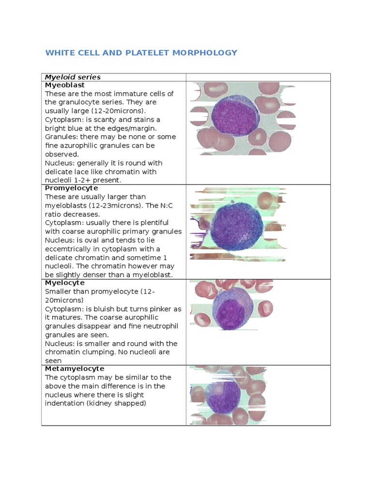 White Cell and Platelet Morphology | White Blood Cell | Anatomy