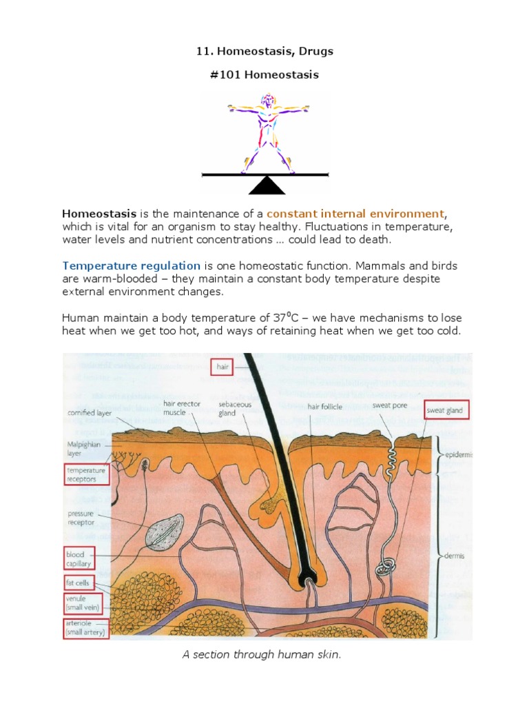 11 Homeostasis Biology Notes IGCSE 2014 | PDF | Glycogen | Homeostasis