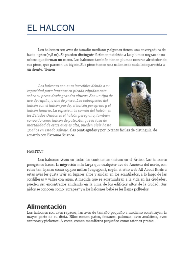 El Halcon | PDF | Aves | Tetrápodos