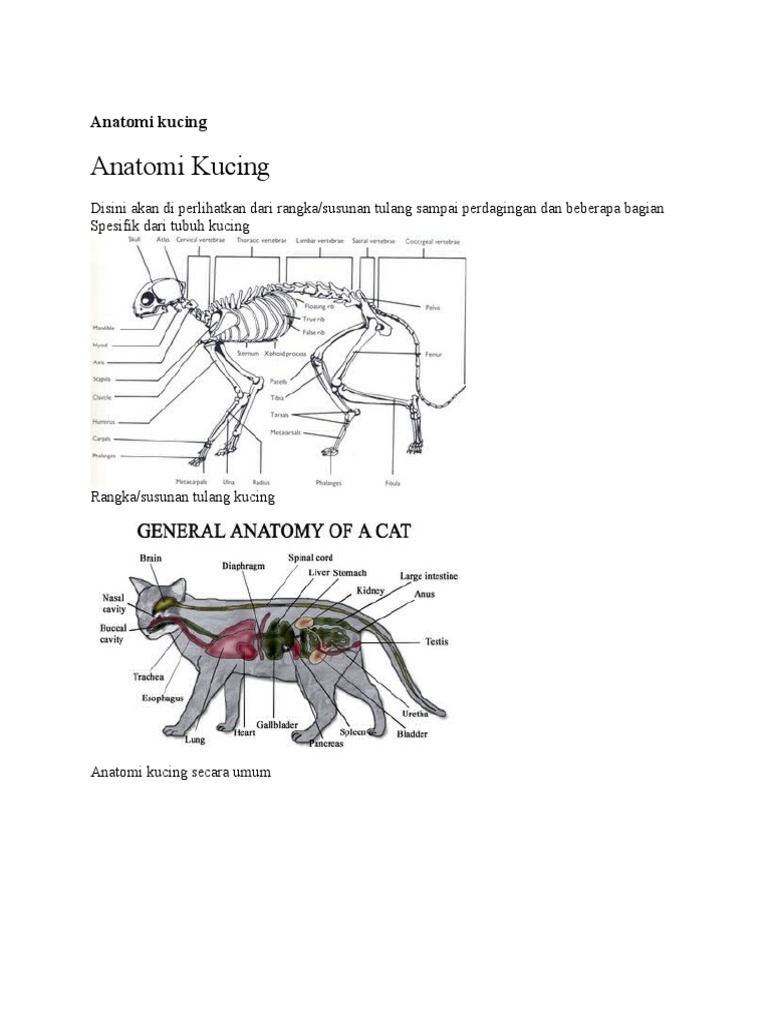 Anatomi Kucing | PDF