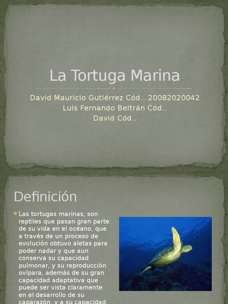 La Tortuga Marina | PDF | Tortuga marina | Sistema circulatorio