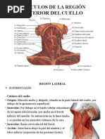 Músculos de La Nuca | PDF | Sistema musculoesquelético | Anatomía humana