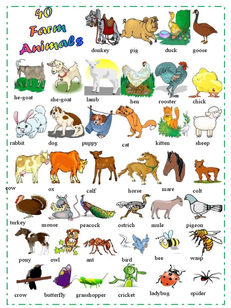 Farm Animals-Inglês 1ºciclo