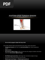 Anatomi Tungkai Bawah Dan Kaki | PDF
