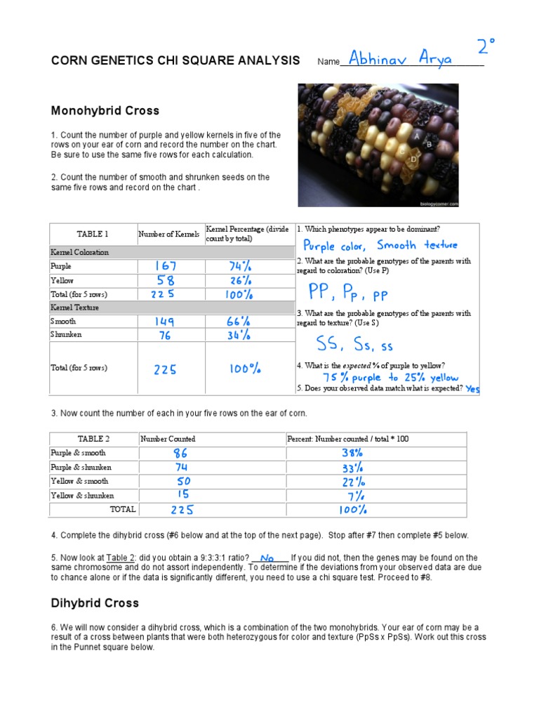 Corn Genetics Lab | Download Free PDF | Chi Squared Distribution | Genetics
