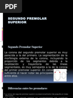 Primer Premolar Inferior | PDF | Anatomia dental