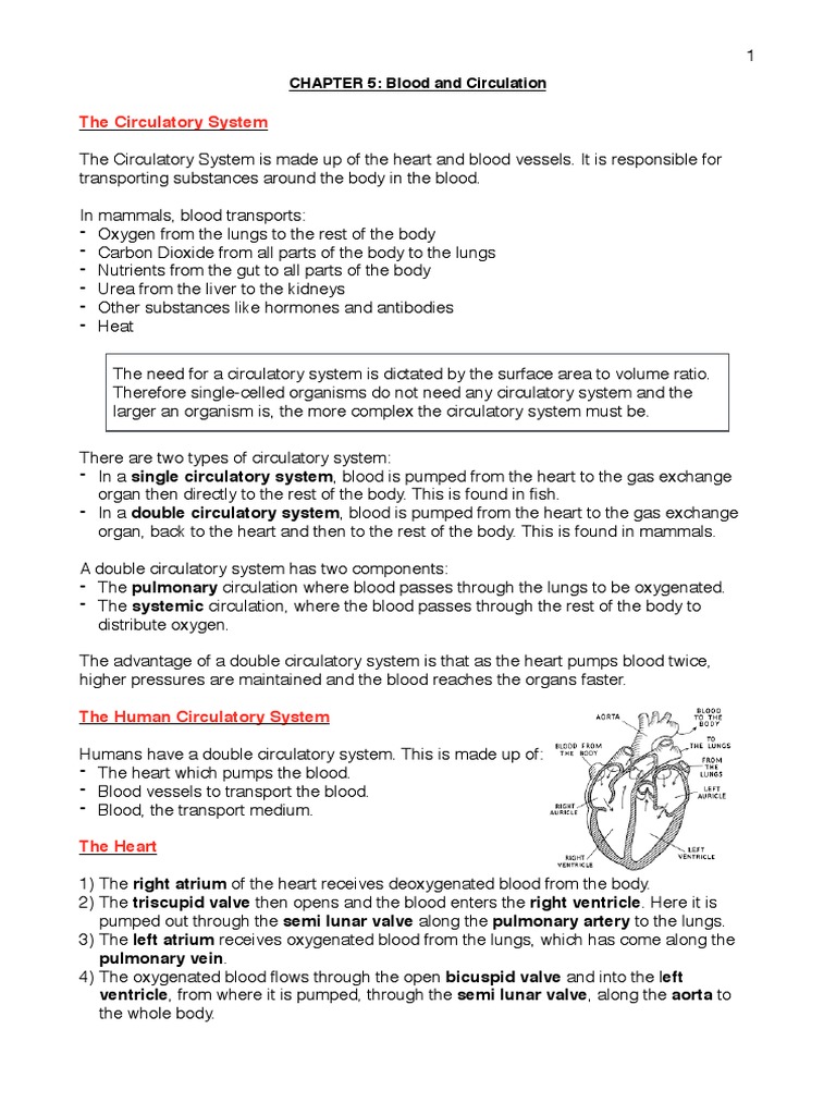 Human Circulatory System Overview | PDF | Circulatory System | Coronary Circulation