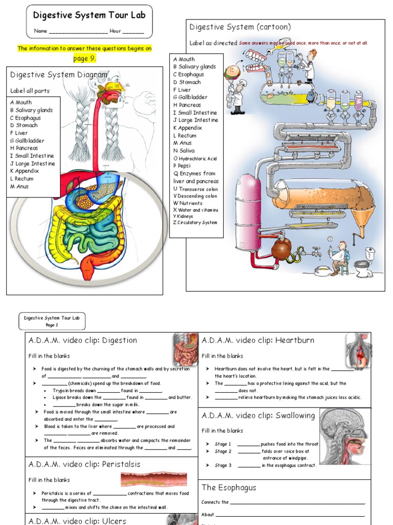 Digestive System Tour Lab Guide | PDF | Human Digestive System ...