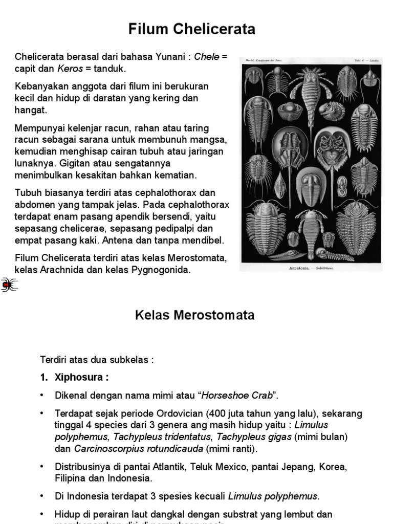 Struktur dan Ciri Filum Chelicerata | PDF