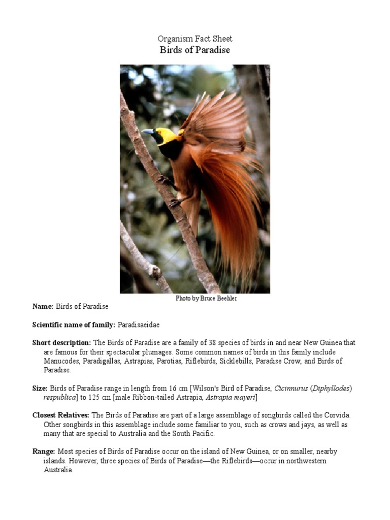 Fact Sheet Birds of Paradise | PDF | Feather | Birds