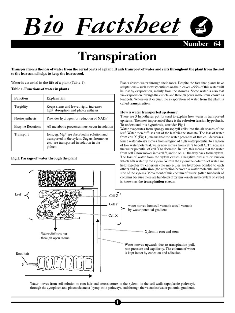Bio Factsheet: Transpiration | PDF | Stoma | Photosynthesis