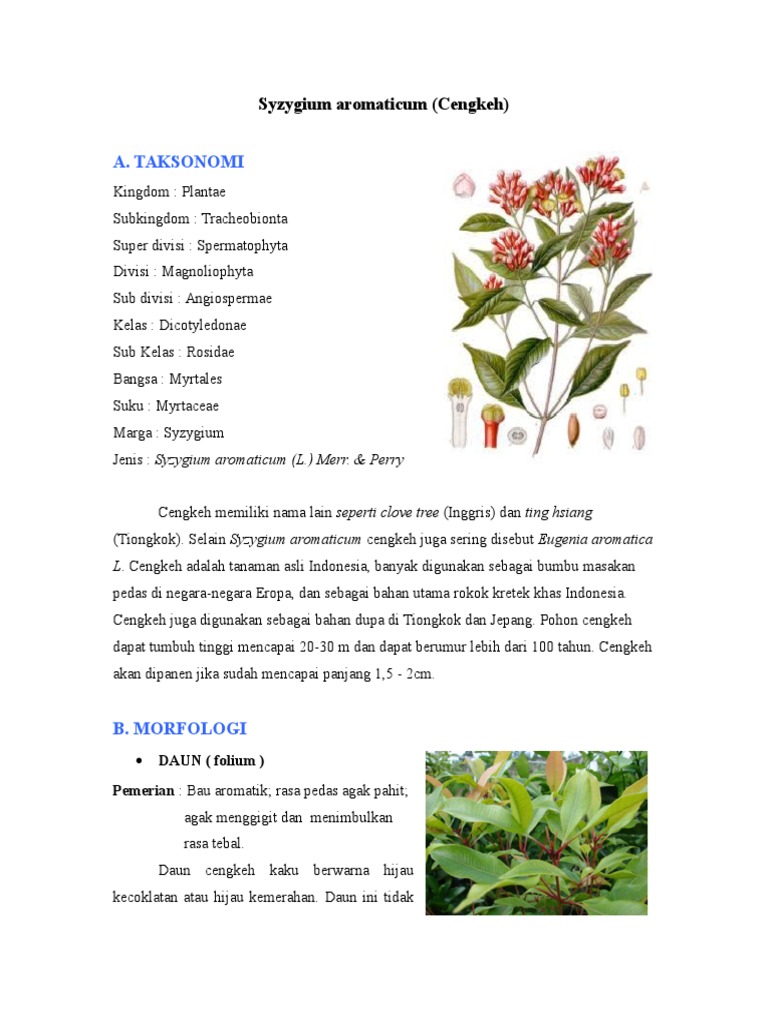 Ini Dia! Tanaman Cengkeh Gambar Bunga Cengkeh Terbaik - Informasi ...