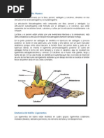 Anatomía del Maléolo Tibial y Astrágalo | PDF | Tobillo | Anatomía del ...