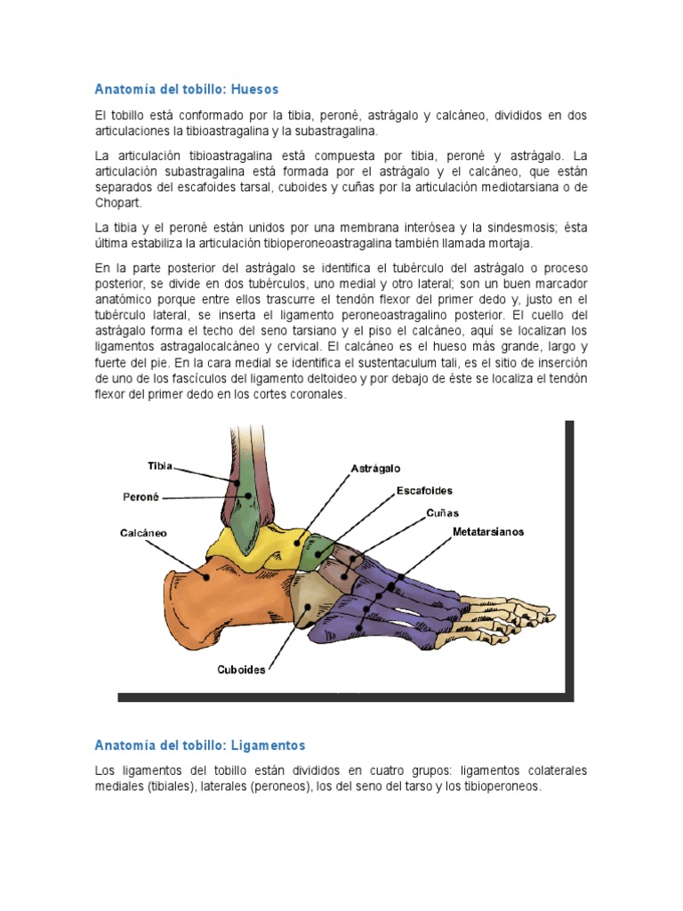 Anatomía del tobillo y sus ligamentos | PDF | Tobillo | Pie