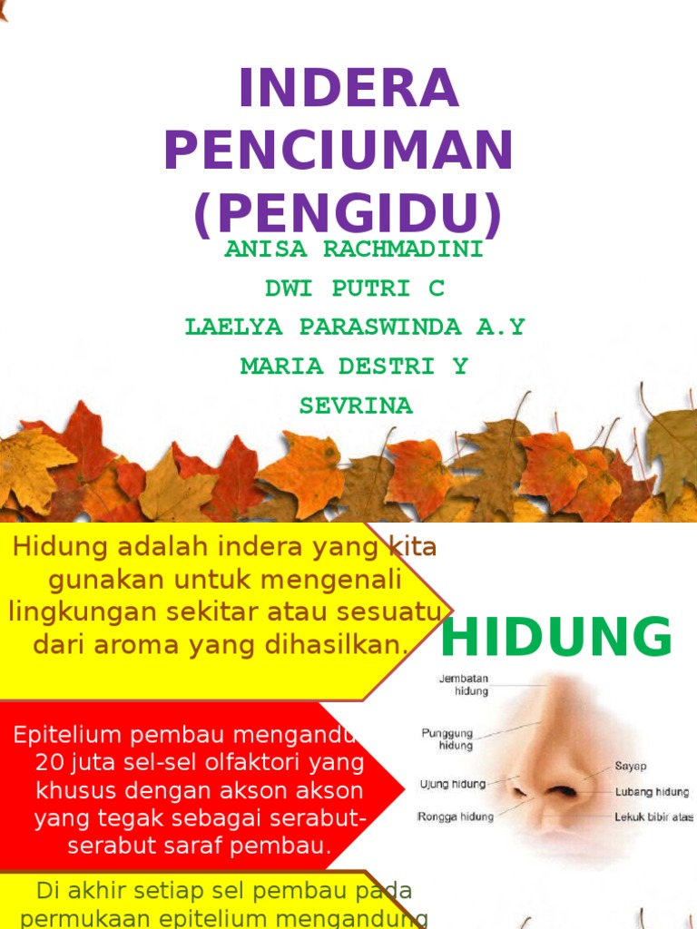 Indera Penciuman | PDF | Sains & Matematika