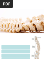Classification de Magerl | PDF | Maladies et troubles | Causes de décès