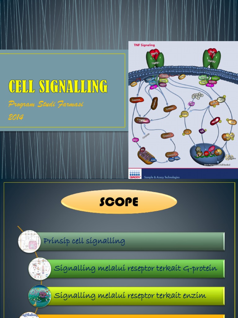 Cell Signalling | PDF | Pengembangan Diri