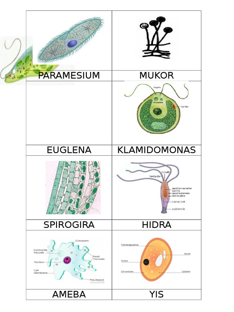 Flash Card Unisel Multisel | PDF | Griya & Taman | Sains & Matematika
