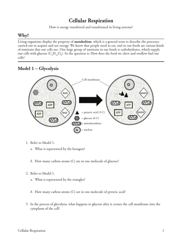 pogil-cellular-respiration-s-cellular-respiration-glycolysis