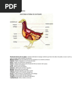 Anatomia y Fisiologia Del Pollo | PDF | Pollo | Anatomia animal